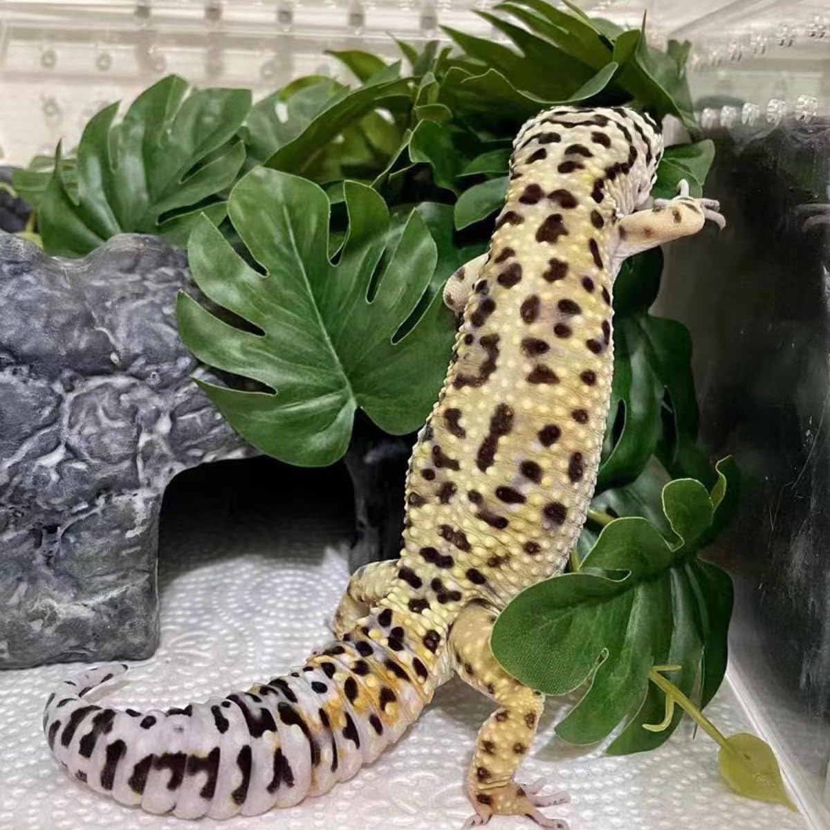 KERUIDENG Reptile Plants for Terrarium Decor,Amphibian Habitat Decor,Artificial Plants for Gecko Chameleon Snake Tortoise Tank Accessories with Base (Monstera deliciosa)