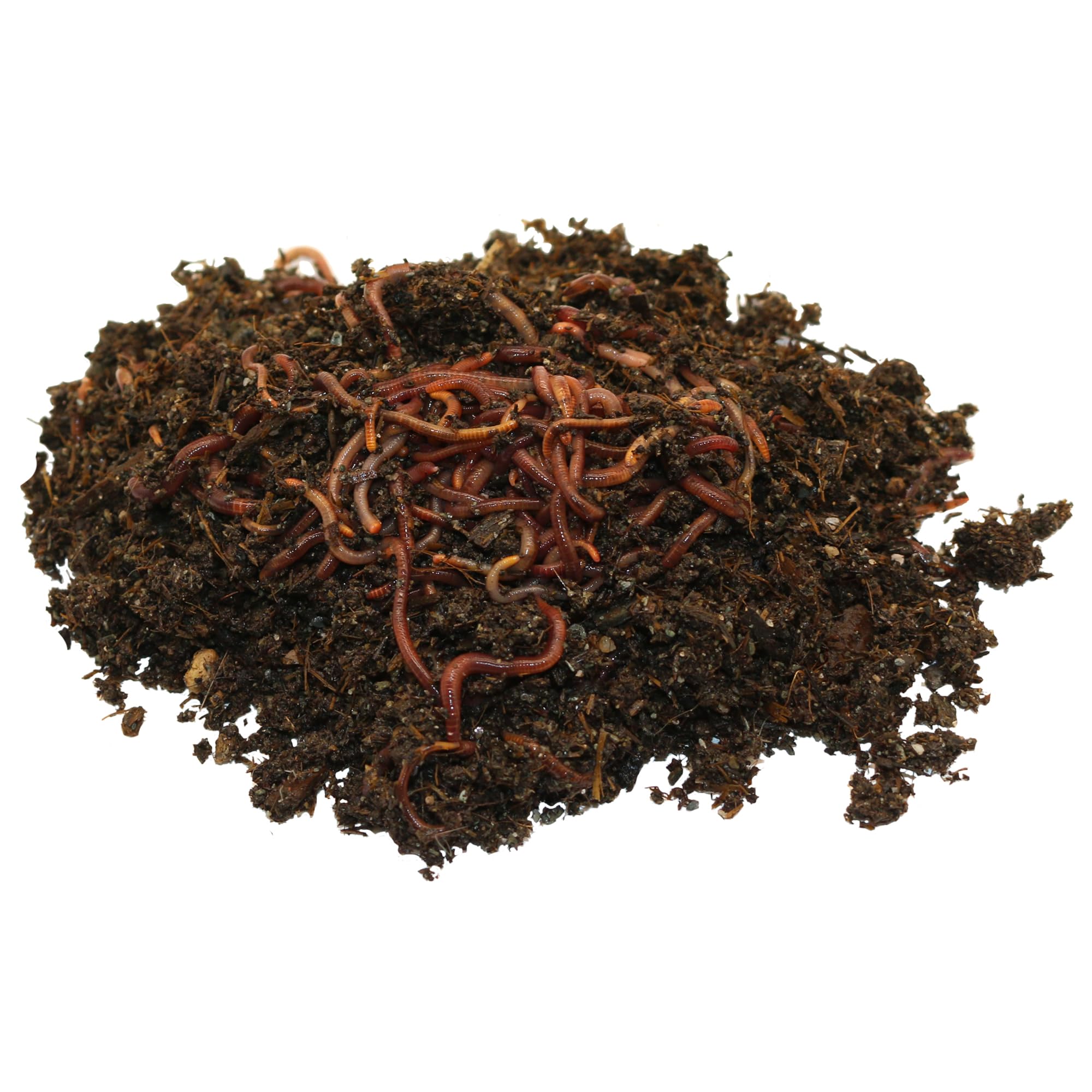 Environet Premium Redworms for Worm Farm, Red Wiggler Live Worms for Eco-Friendly Gardening and Composting, 50 Count