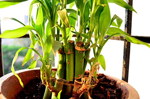 Bamboo Bonsai Plant Potting Soil Mix Peat Moss & Perlite (½ Gallon / 2 quarts). Repot Ficus, Lucky Bamboo Soil