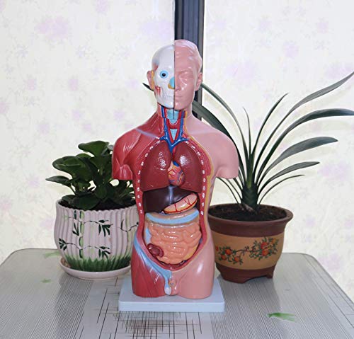 Human Torso Body Anatomy Model - 11 inch, 15 Parts Organ Structure Model for School Medical Education