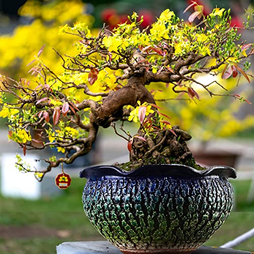 FFPOPU Bonsai Pots, Large Rough Pottery Succulent Planter with Drainage Hole, Purely Handmade Large Ceramic Bonsai Tree Pot,Green Bonsai Planter for Bonsai Lovers