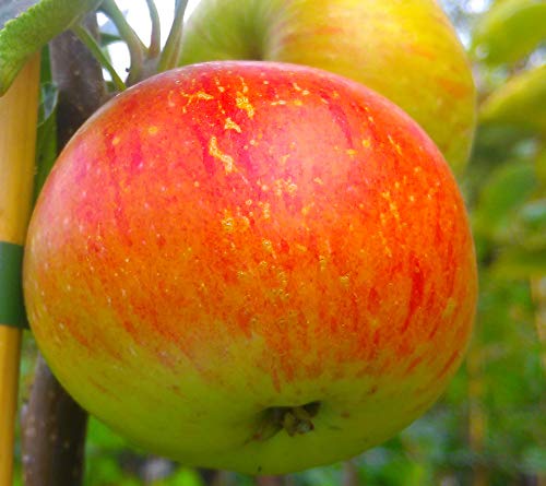 Common Apple Tree Seeds for Planting, 15+ Fruit Tree Seeds Per Packet, (Isla's Garden Seeds), 70-90% Germination in Good Conditions, Malus pumila, Botanical Name: Malus pumila, Great Home Garden Gift
