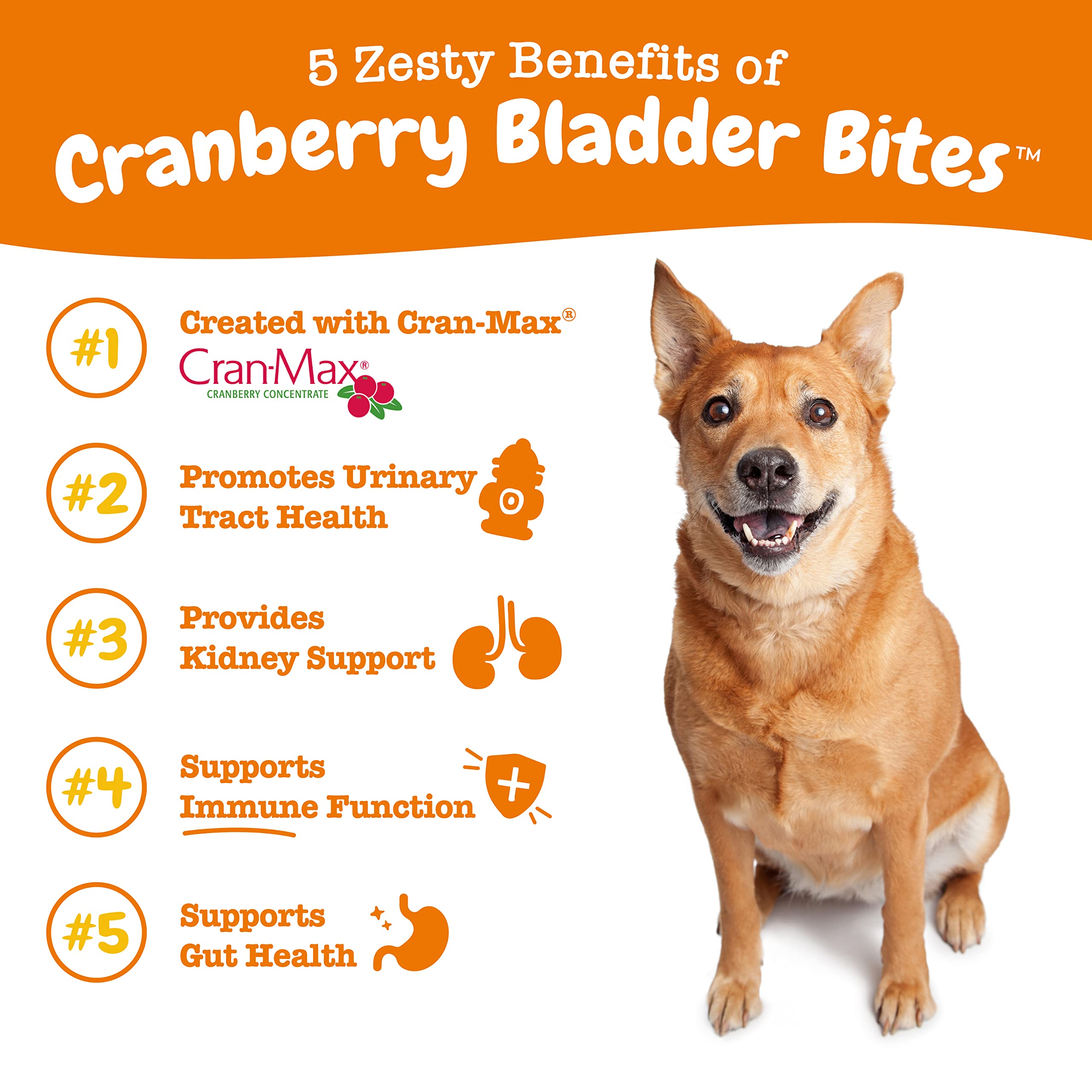 Cranberry Soft Chews for Dogs - Kidney, Bladder & Urinary Tract Wellness Supplement + Scoot Away Soft Chews for Dogs - with Bromelain