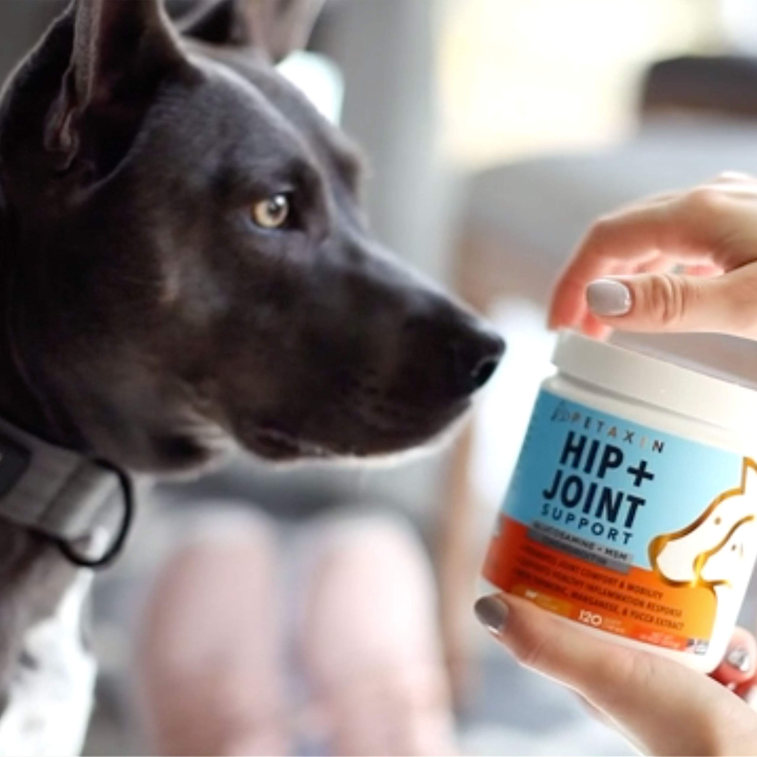 Petaxin Glucosamine for Dogs β Hip and Joint Supplement - Support for Dog Joint Pain Relief and Dog Mobility β with Chondroitin, MSM, Turmeric, & Yucca