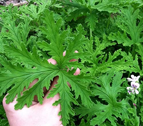 GardenGeng 300+ Citronella Plant Seeds for Planting Outdoors - Organic - Non-GMO - Citronella Geranium Seeds to Plant Garden/Bonsai