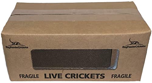 BuyFeederCrickets 500 Live Banded Crickets (Small (1/4"))