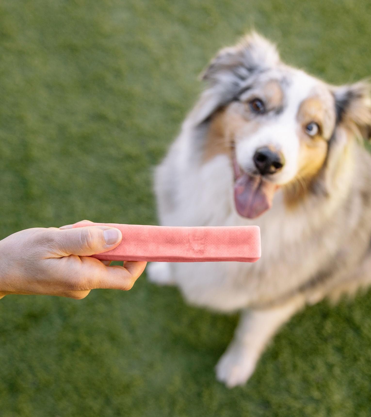 Downtown Pet Supply Strawberry Yak Chews for Dogs, Nutrient-Rich Himalayan Dog Chews, Long Lasting, Odorless and Easy to Digest - 1 LB