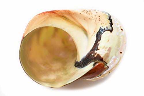 Large Polished Turbo Sarmaticus Shell (3" - 3 1/2") 1 1/2" Opening Beach Crafts Nautical Decor Large Hermit Crabs - Florida Shells and Gifts