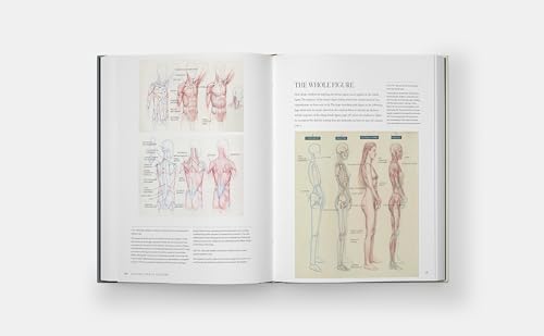 Dynamic Human Anatomy: An Artist's Guide to Structure, Gesture, and the Figure in Motion