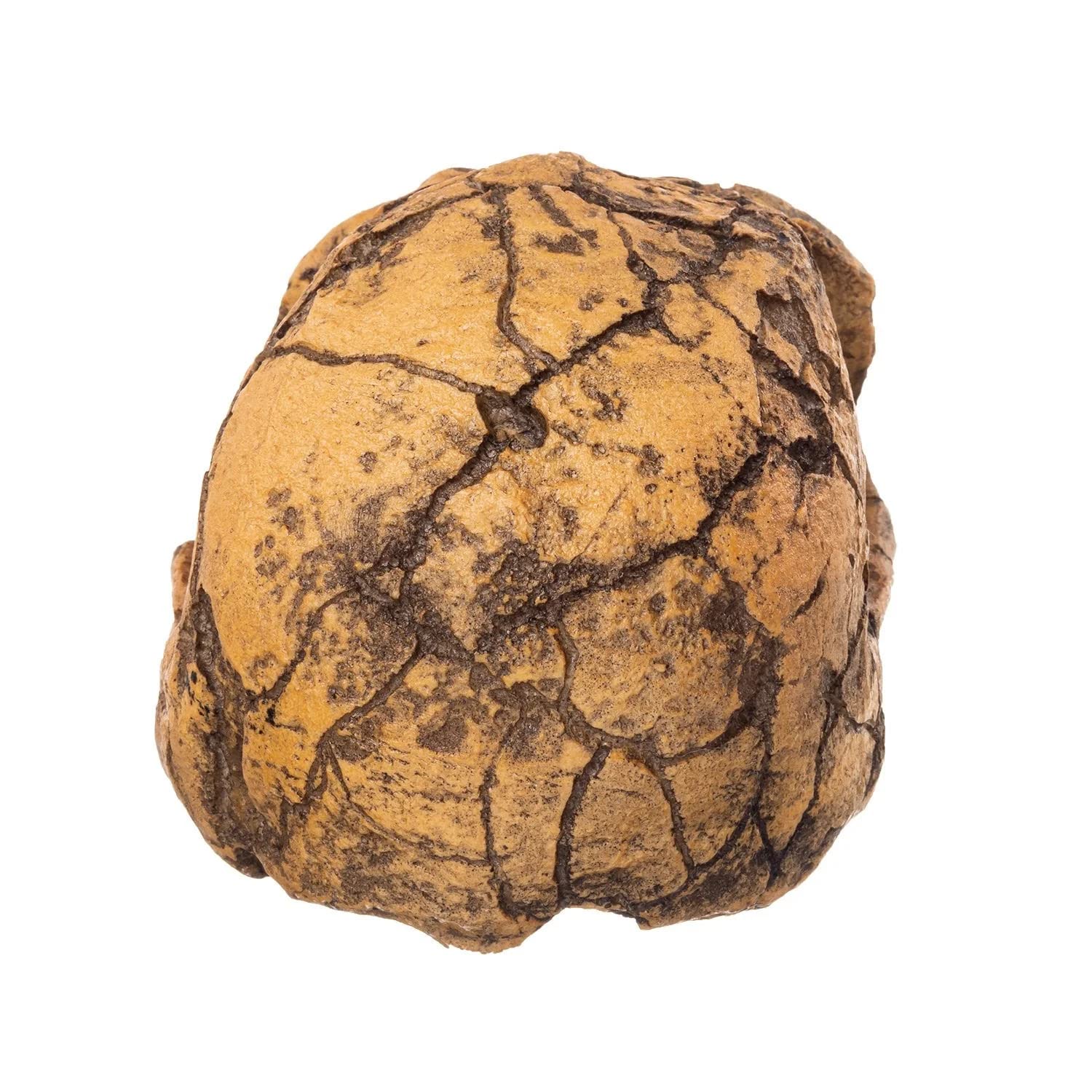 Homo Habilis KNM ER 1813 Skull (Teaching Quality Recreation)