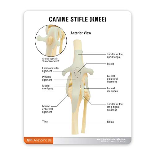 GPI Anatomicals - Canine Knee Model, Normal Knee Joint Replica for Canine Anatomy and Physiology Education, Anatomy Model for Veterinarianās Offices and Classrooms, Medical Study Supplies