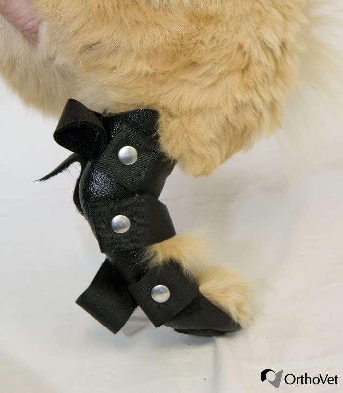 OrthoVet Standard Rear Splint for Dogs and Cats with Arthritis or Injuries (XXS)