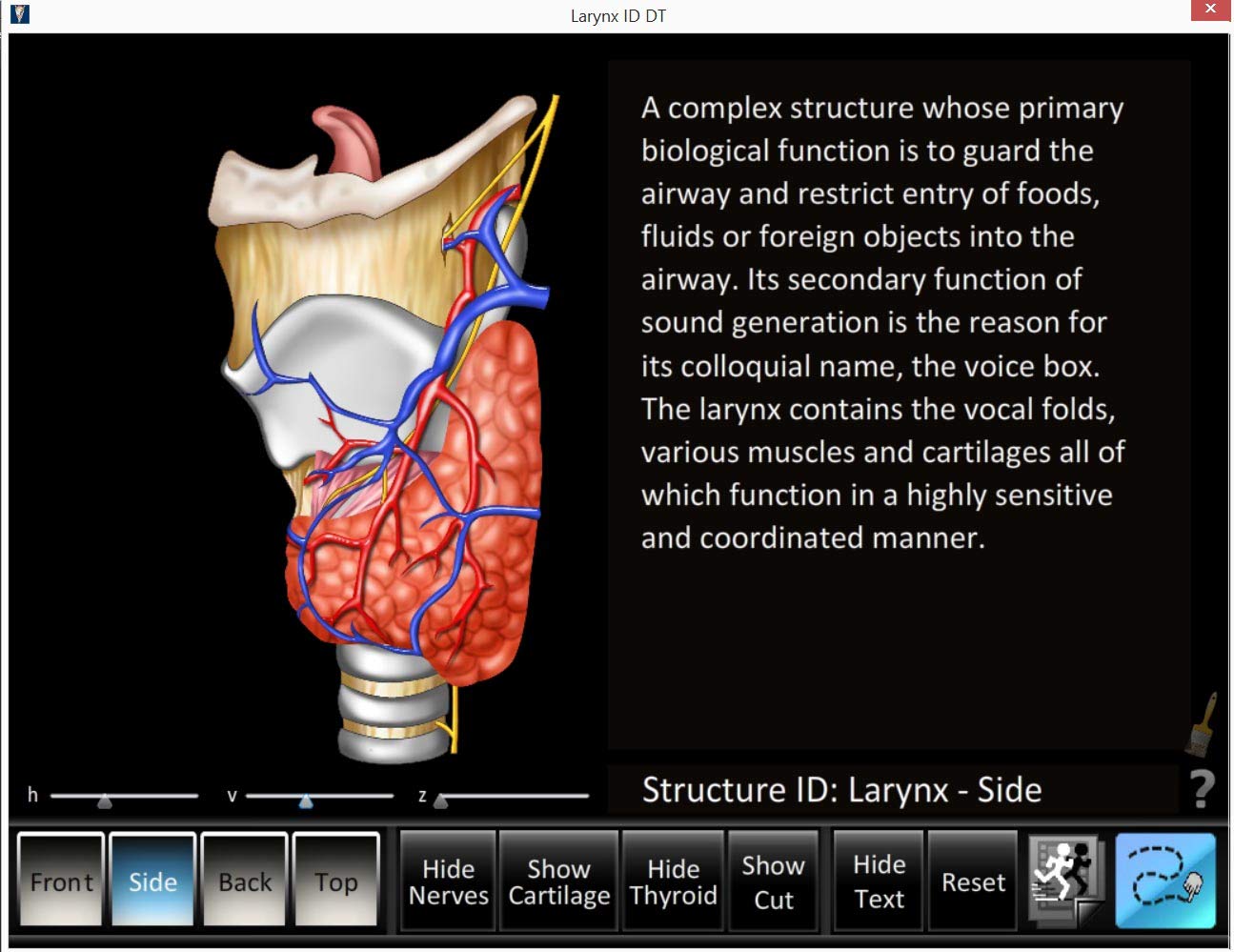 Vocal Parts, Pharynx & Larynx Anatomical Chart with Software Larynx and Vocal Fold ID Speech Language Pathology, SLP, Singing