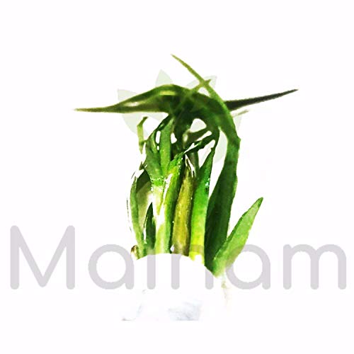 Jungle Vallisneria Spiralis Rooted Easy Background Live Aquarium Plants Decorations 3 Days Live Guaranteed by Mainam