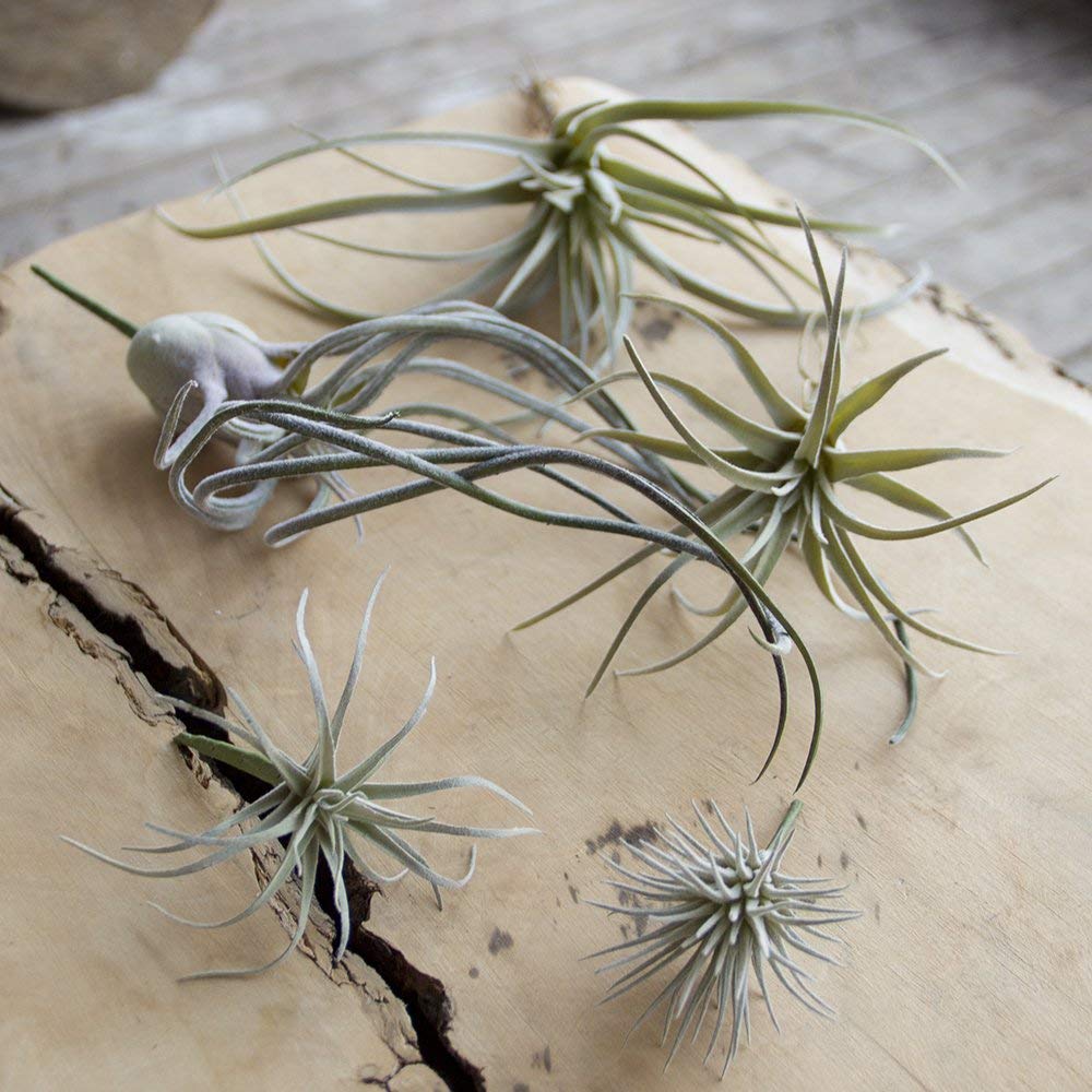 CHIVE Artificial Air Plants — Bulk Set of 5, Large — Ultra Realistic Fake Tillandsia Bromeliad Plants — Decorative Faux Succulents for Home & Office Decor — No Care Needed!