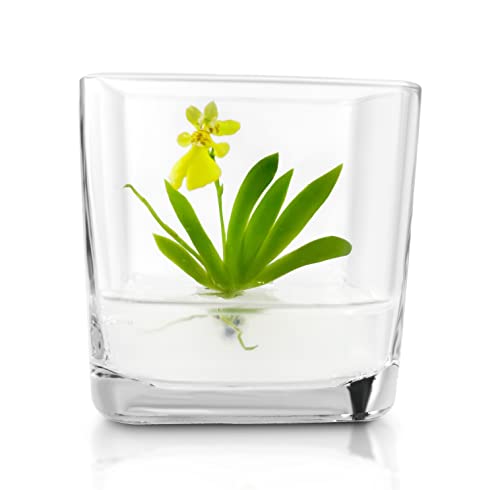 BLOOMIFY Miniature Orchid Terrarium, Open Pot Design, Maintenance Free, 3" Glass Votive