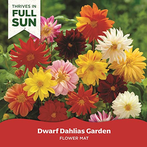 BloomingBulb Seed Mat - Easy to Plant and Grow Garden Seeds - Creates Fragrant, Vibrant Flower Garden β Customizable Flower Beds- Dwarf Dahlia Flower Mat