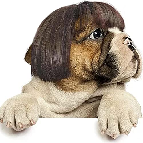 DooMase Funny Pet Clothing Pet Wig Pet Halloween Special Events Costume for Dog & Cat (Flaxen Wig, One Size)