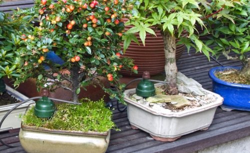 Blumat Bonsai Automatic Plant Watering Sensor || Never Over or Under Water Your Plants Again!
