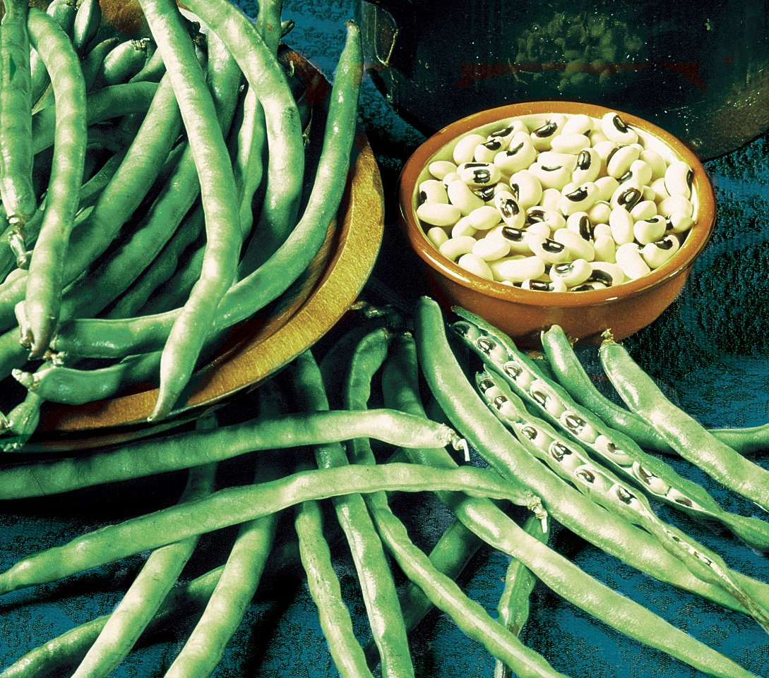 Burpee California Blackeye No.5 Cowpea Seeds 200 seeds