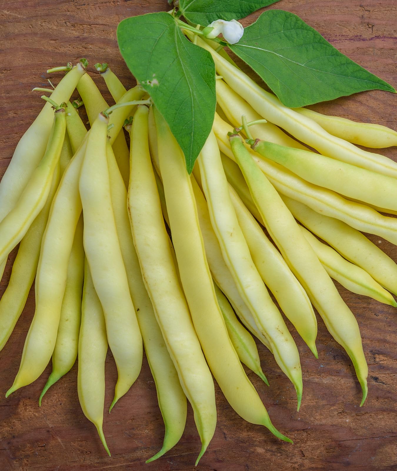 Burpee Golden Wax Organic Bush Bean Seeds 1 ounces of seed