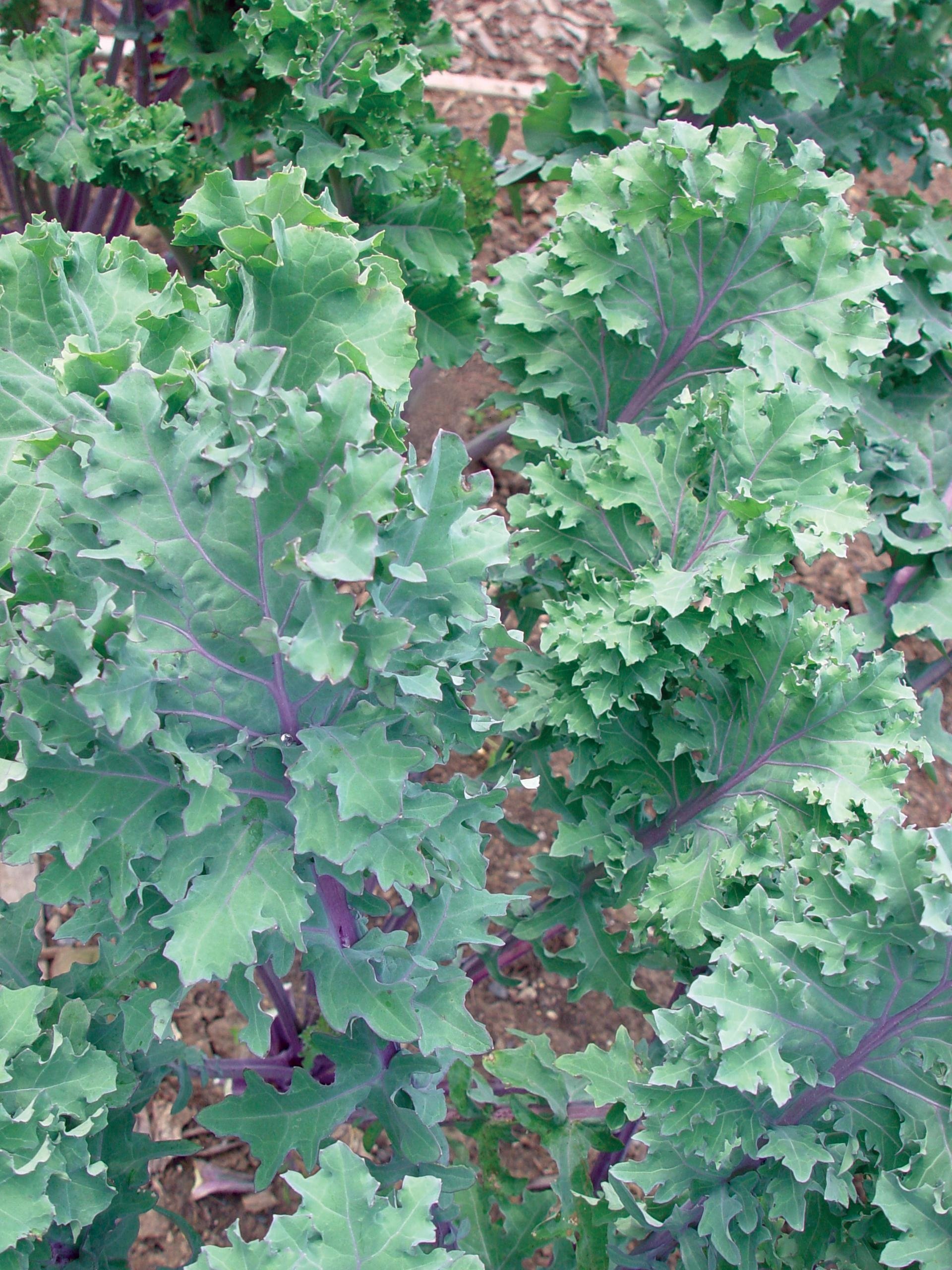 Burpee Red Winter Kale Seeds 345 seeds