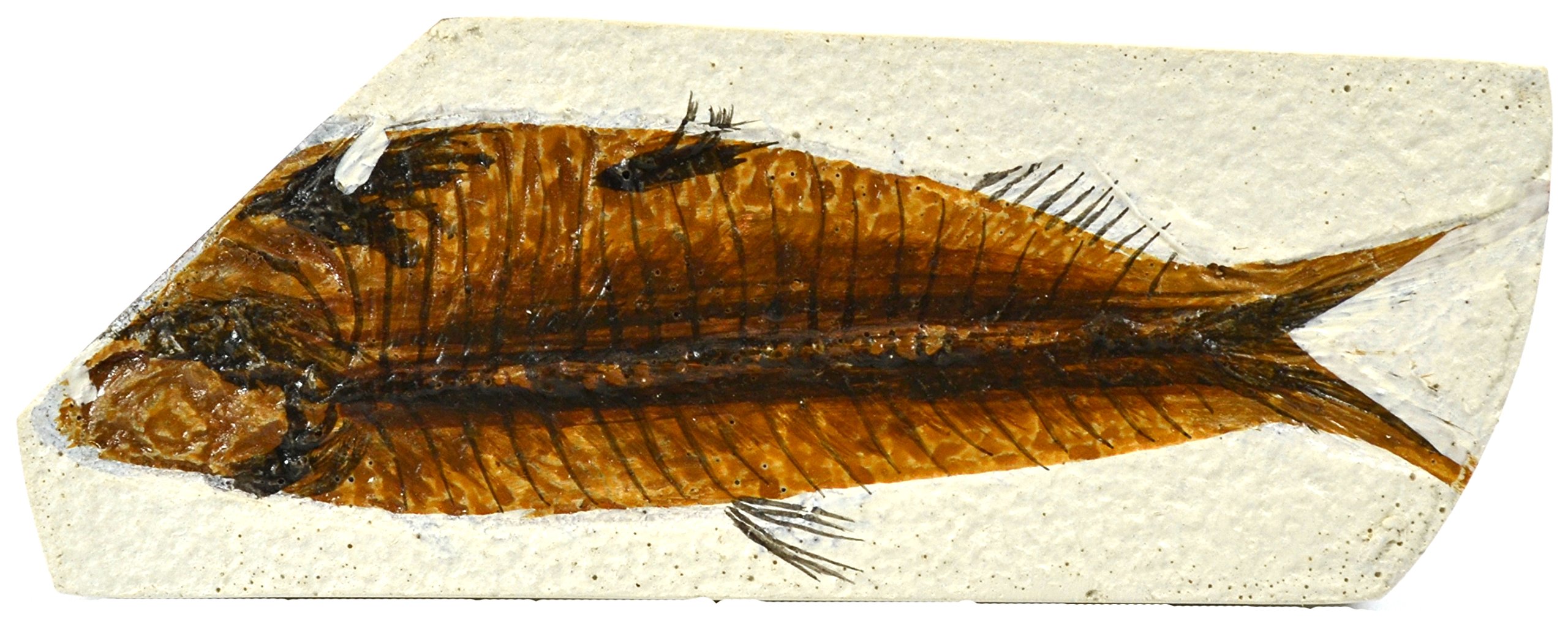 EISCO 4x10cm Fish Fossil Replica, Mesozoic