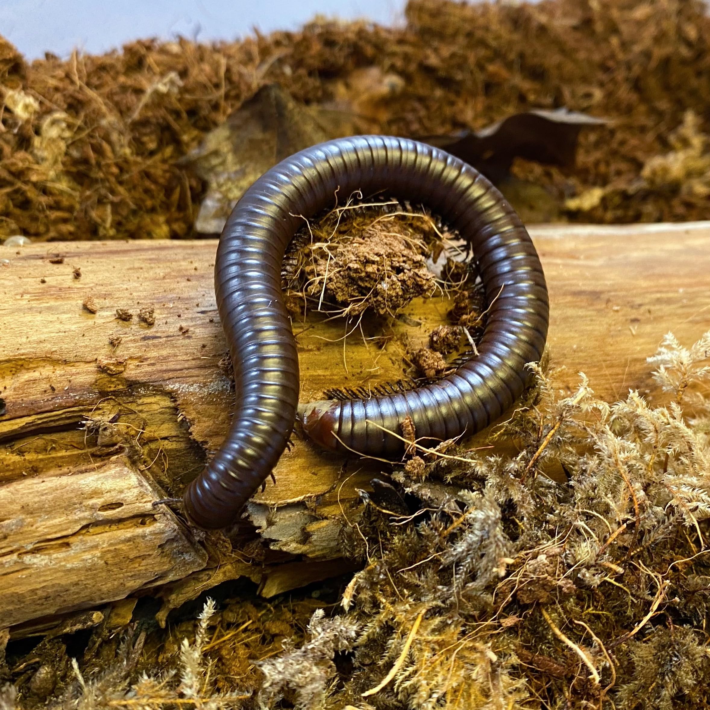 InsectSales Giant Chocolate Desert Millipede