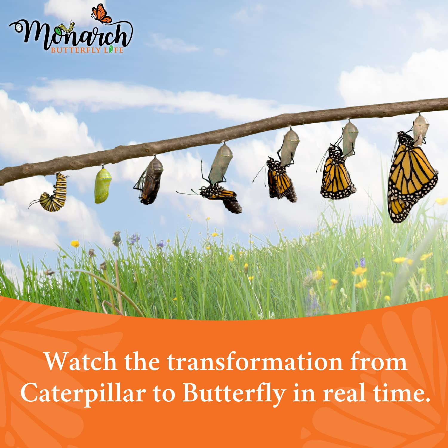 8-Pack FAT CAT Large Floral Tubes with Flat Lids | Flower Water Tubes to Feed Caterpillars Milkweed Stem and Leaf Cuttings, Host Plants, and Nectar Flowers to Keep Them Fresh by MONARCH BUTTERFLY LIFE