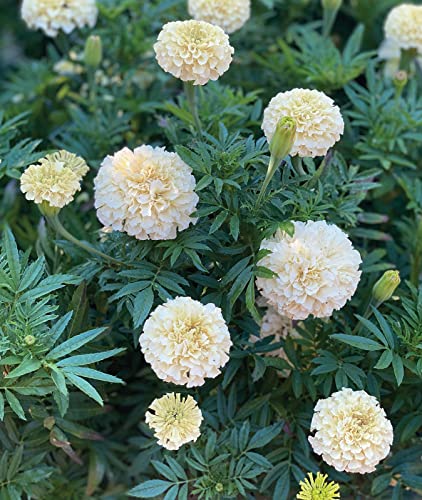 Burpee Snowball Marigold Seeds 50 seeds