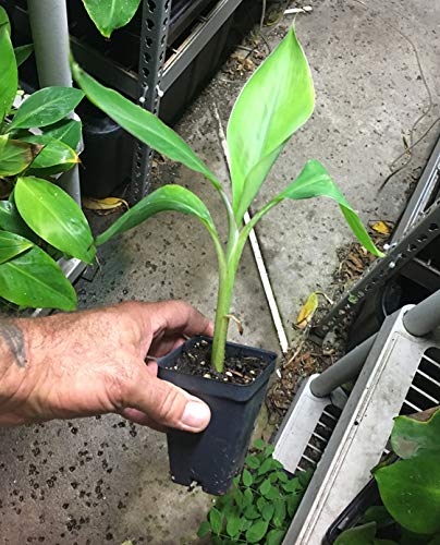Dwarf Apple Banana - Live Plant - Dwarf Brazillian Banana - Dwarf Hawaiian Apple Banana
