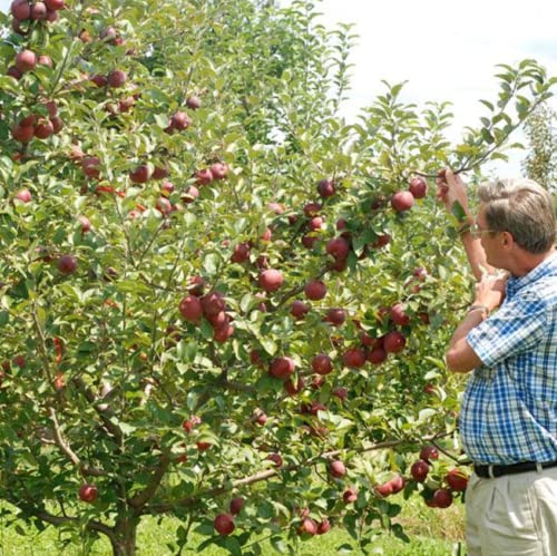 CHUXAY GARDEN Miniature Apple Tree Seed 10 Seeds Dwarf Apple Fruit Plant Heirloom High Yield Flourishing Perfect for Containers