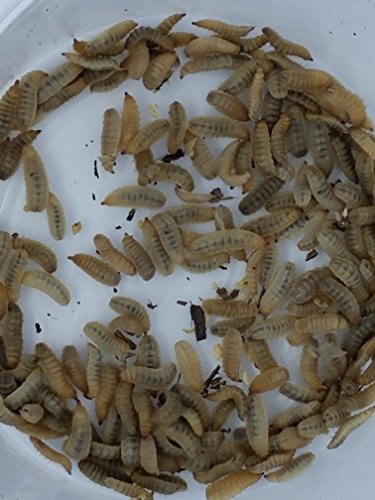 Live Black Soldier Fly Larvae (Same Insect as Phoenix Worms) (Hermetia Illucens) (100)