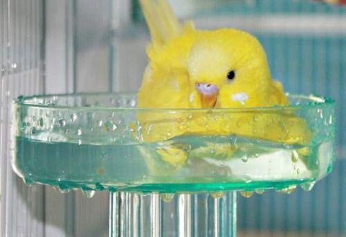 Lixit Quick Lock Bird Cage Bath for Lovebirds, Canaries, Finches, Parakeets, and Cockatiels and Other Small to Medium Feathered Friends (Pack of 2)