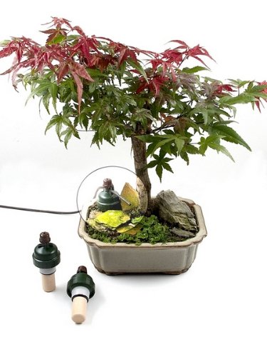 Blumat Bonsai Automatic Plant Watering Sensor || Never Over or Under Water Your Plants Again!
