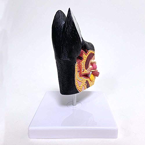 Canine Ear Model 2 Sided Showing Infected Ear one Side and Normal Ear The Other