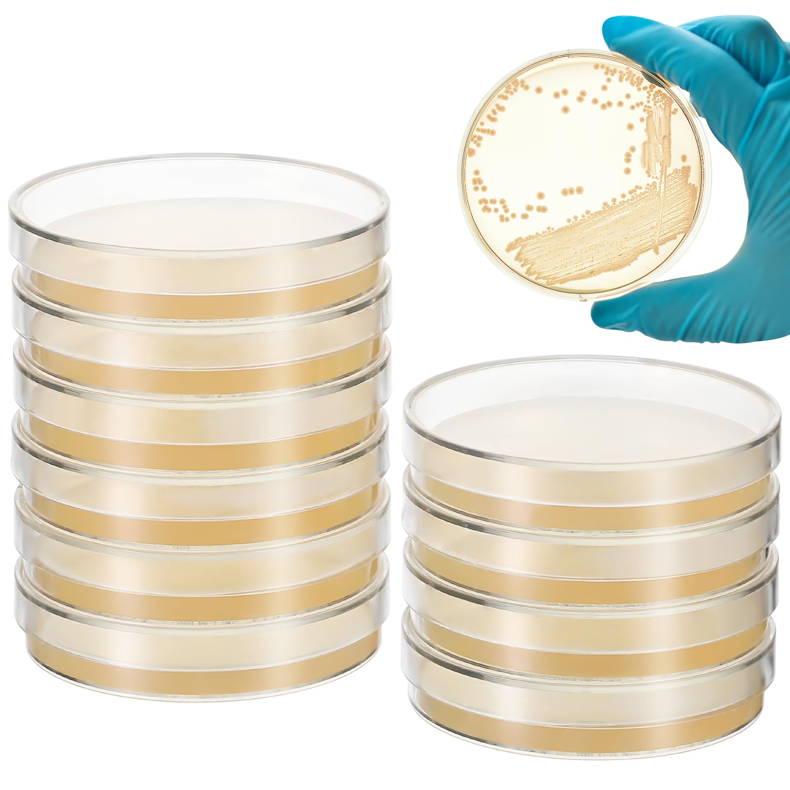 Generic Agar Plates:Prepoured Nutrient Agar Petri Dishes Science Projects Supplies Growth Medium for Mushrooms & Science Fair Projects,10 pcs