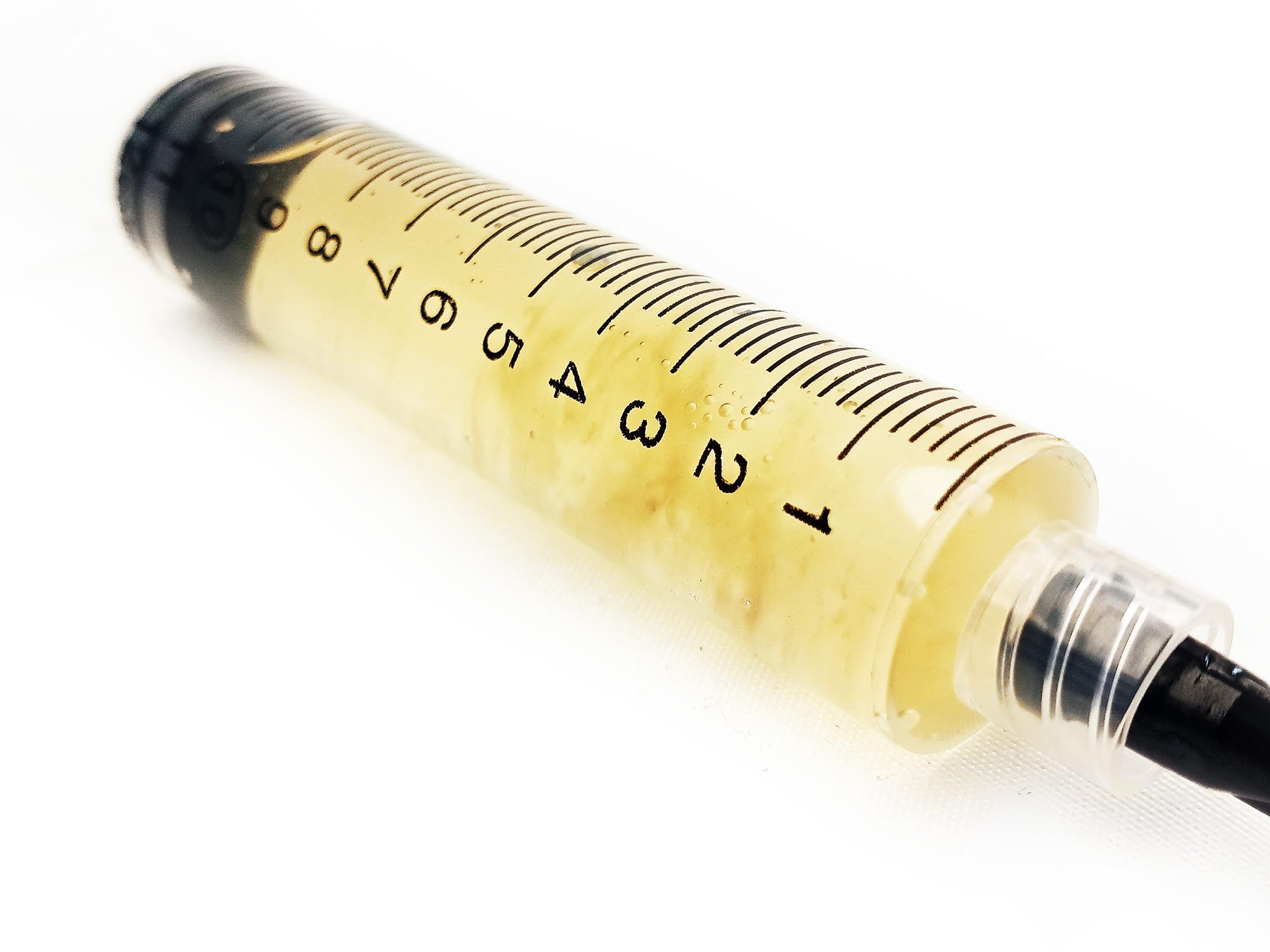 American True Morel Mushroom (Morchella Americana) Liquid Culture Syringe Sample for Mushroom Cultivation Growing on Grain or Agar
