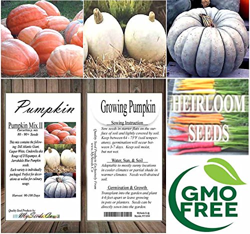 Big Pack (80-90+) Dill Atlantic Giant, Casper White, Cinderella Rouge VIF D'Etampes, & Jarrahdale Blue Pumpkin Seeds - Non-GMO Seeds by MySeeds.Co (Big Pack - Pumpkin Mix II)