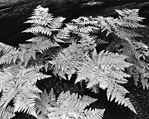 Autumn Ferns, Zumwalt Meadows (#4)