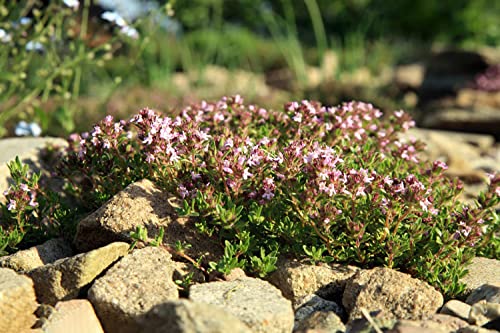Ficoszo Mix Creeping Thyme Seeds Ground Cover for Planting, Thymus Serpyllum Heirloom Seeds for Rock Gardens, Along Borders, Fences & walkways Ornamental Flowers 1000pcs