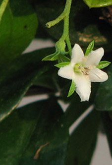 Bonsai Boy's Flowering Fukien Tea Bonsai Tree - Curved Trunk Medium ehretia microphylla
