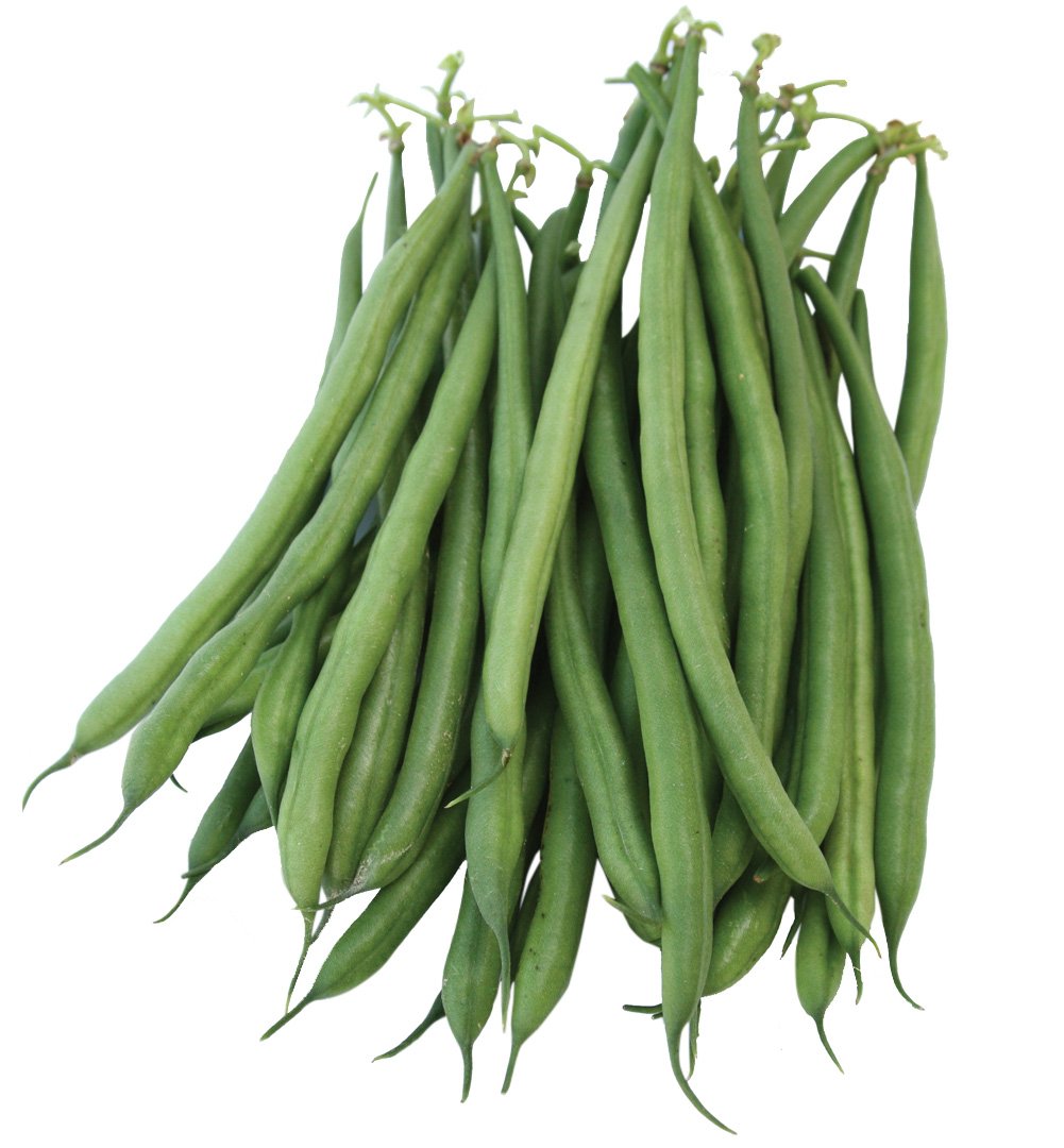 Burpee French Filet Bush Bean Seeds 8 ounces of seed