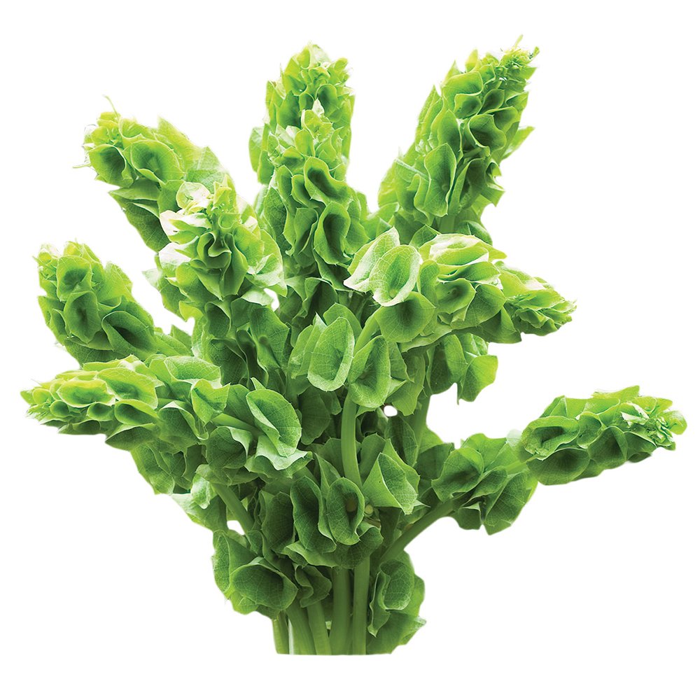 Burpee Moluccella laevis Bells of Ireland Seeds 100 seeds