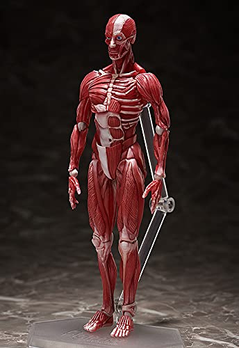 FREEing Human Anatomical Model Figma Action Figure,Multicolor