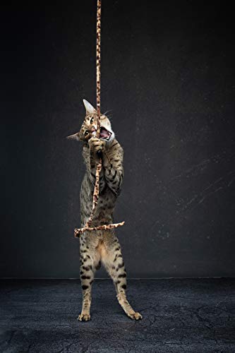 CAT DANCER Jungle Cat Wand 2 Pack, Multi Color (305),Medium Breeds