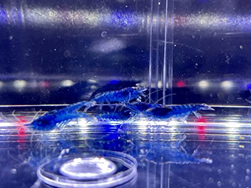 Blue Dream Shrimps Live Freshwater Shrimp Aquarium Neocaridina Inverts RCS (10 Shrimps (+2))