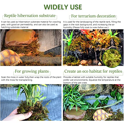 Hamiledyi Reptile Forest Moss,Premium Sphagnum Moss Reptile Terrarium Substrate Moss Bedding for Bearded Dragon Lizard Chamelon Gecko Iguana Snake Tarantula(100g/3.5 Oz)