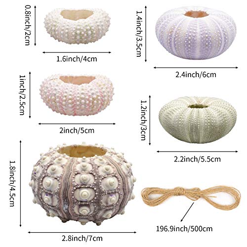 BUDDE 5 Pack Mini Sea Urchin Shell Hanging Pot-Air Plant Holder air Plant Hanging holdercute pots for succulentsin Cute Tillandsia Succulentwith Rustic Ropes