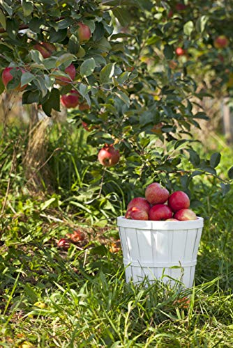 Brighter Blooms - Honeycrisp Apple Tree, 4-5 Feet - Organic Outdoor Fruit Plant - No Shipping to AZ, ID, OR, or CA
